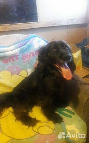 Хозяева переехали, собаку бросили