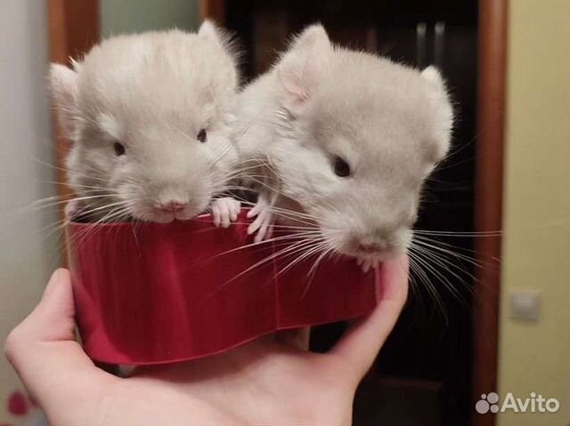 Шиншилла грызун