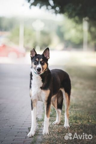 Нежная и чуткая Нала в поисках любящего человека