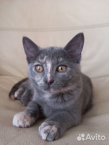 Дом котенку