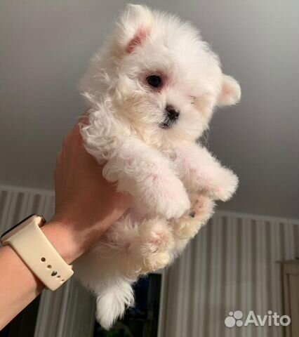 Мини мальтезики