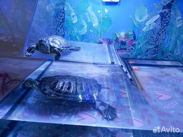 Красноухая черепаха