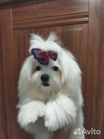 Щенок мальтезе