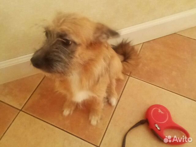 Отдам в добрые руки собаку помись терьера