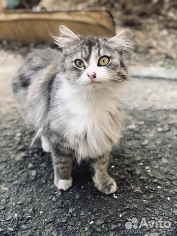 Глухая кошечка замерзает на улице