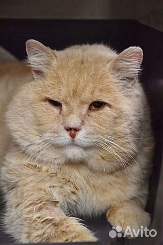 Хозяин нужен как воздух