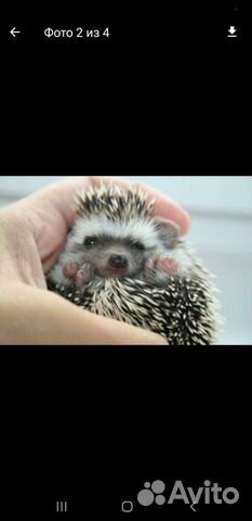 Карликовый африканский ежик