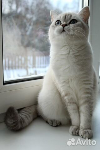 Шотландская голубоглазая девочка