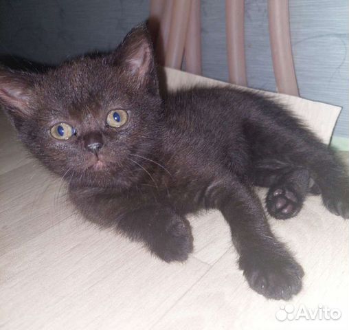 Шотландский котенок