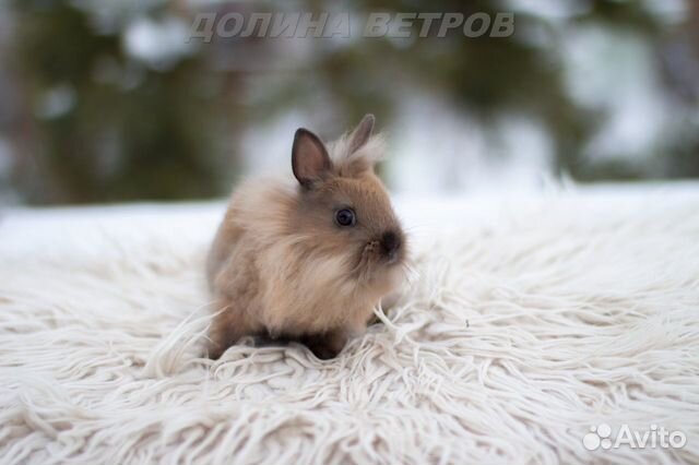 Львиноголовая самка миникролик
