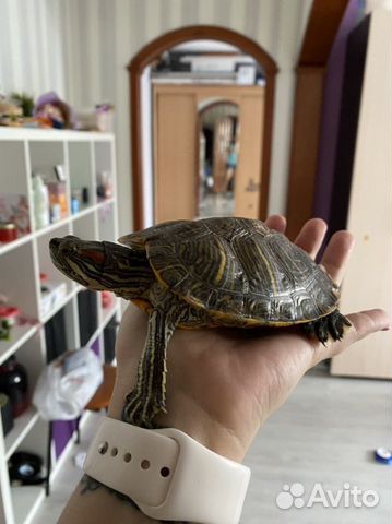 Красноухая черепаха