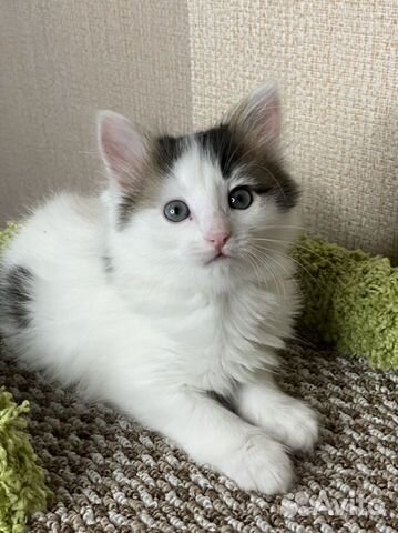 Продаю котенка