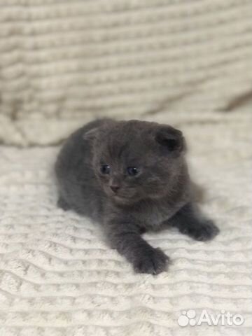 Британские котята