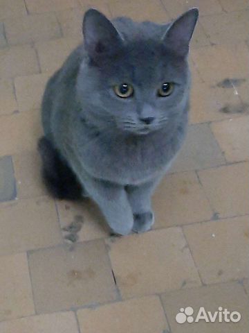 Котики бесплатно в добрые руки