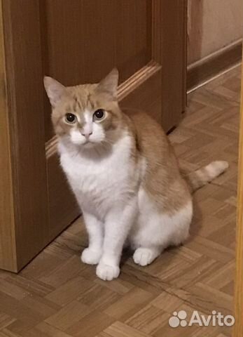 Рыжий кот