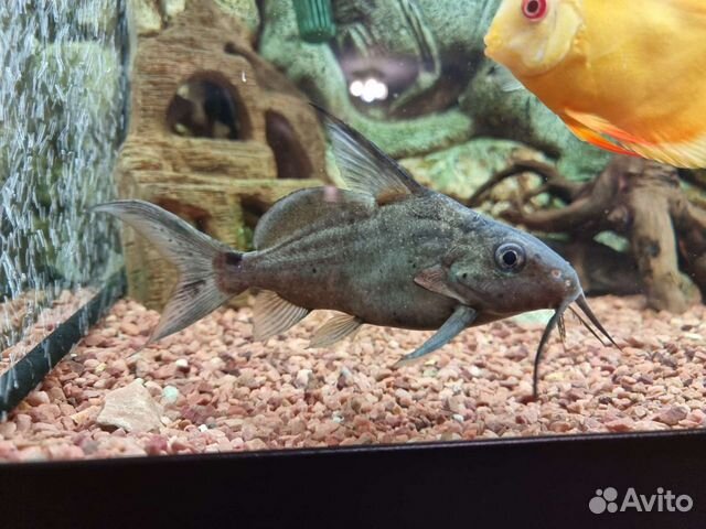 Сом синодонтис перевертыш