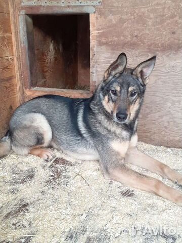 Метис овчарки