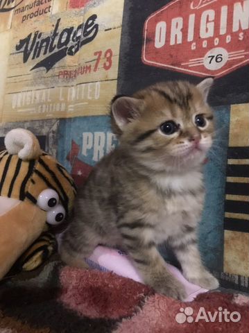 Шотландские котята