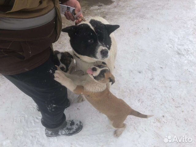 Собака в добрые руки щенок