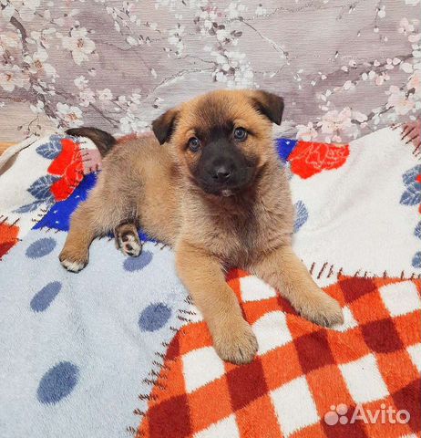 Малышка девочка ищет дом