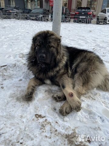 Кавказская овчарка