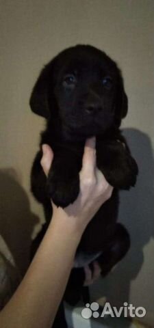 Щенки лабрадора