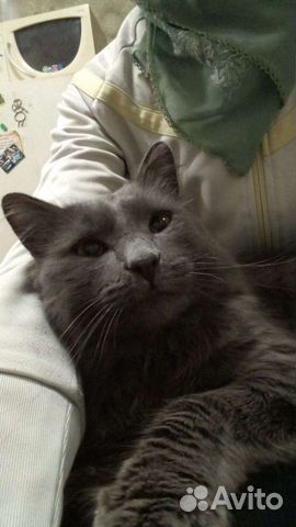 Кот русская голубая