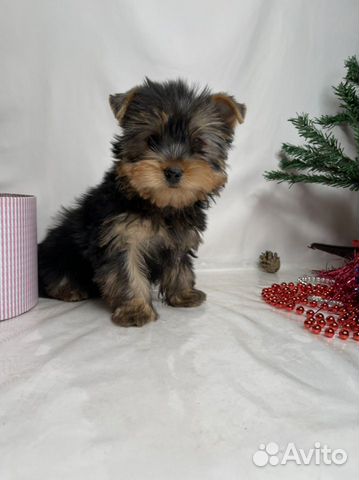 Доставка щенка Москва-Питер