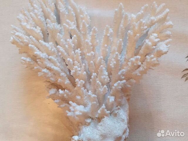 Кораллы морские. Небольшие фрагменты для декора и