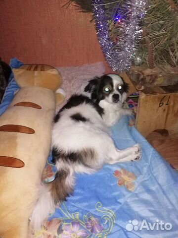 Щенки японский хин