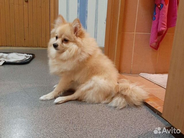 Шпиц вязка девочка