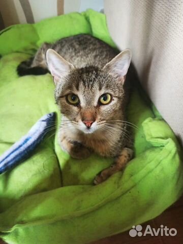 Кот ищет дом