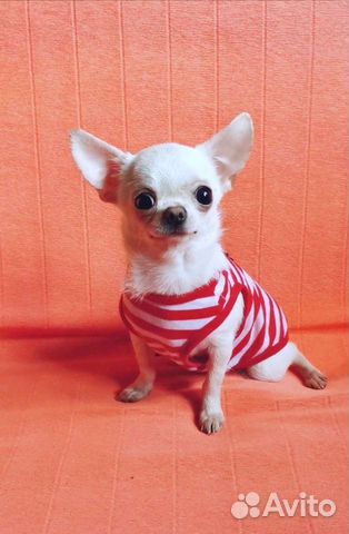 Девочка чихуа мини