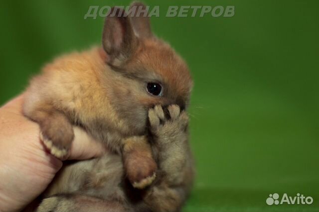Девочка минор тюрингенского окраса