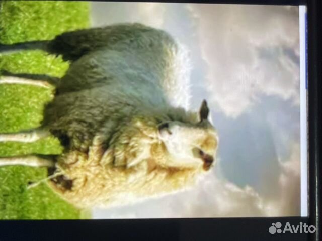 Овцы на мясо