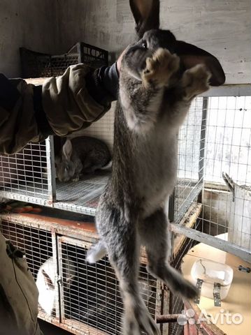 Кролики великаны