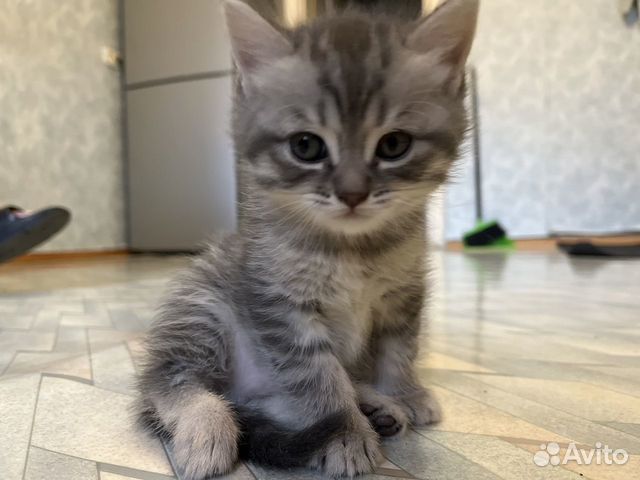 Шотландский котёнок мальчик