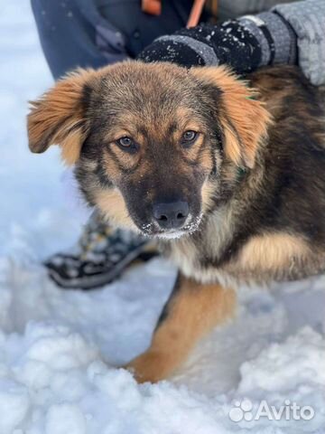 Красавица собачка ждёт вас