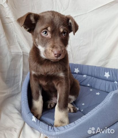 Шоколадный щенок с зелеными глазами в дар