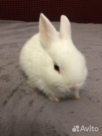 Декоративный кролик