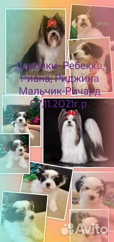 Собака: щенки Бивер Йорка