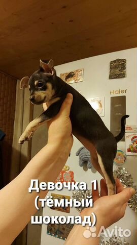 Той-терьер щенки