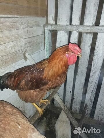 Продам петухов 6 месяцев
