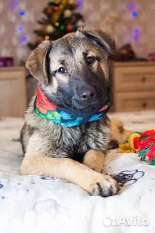 Щенок Герда ищет дом