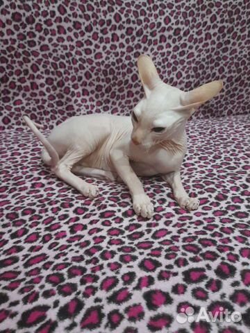 Кошка сфинкс
