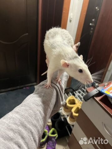 Крыса даром