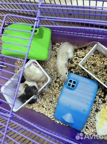 Крысы, морская свинка, кролик