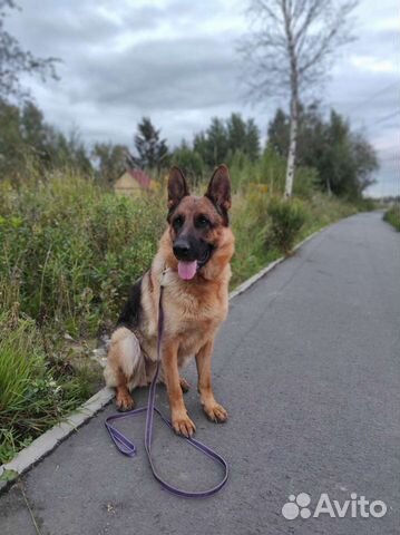 Щенки немецкой овчарки