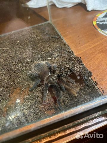 Малыш птицеед с террариумом