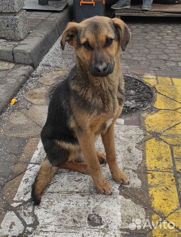 Щенок- подросток девочка ищет дом